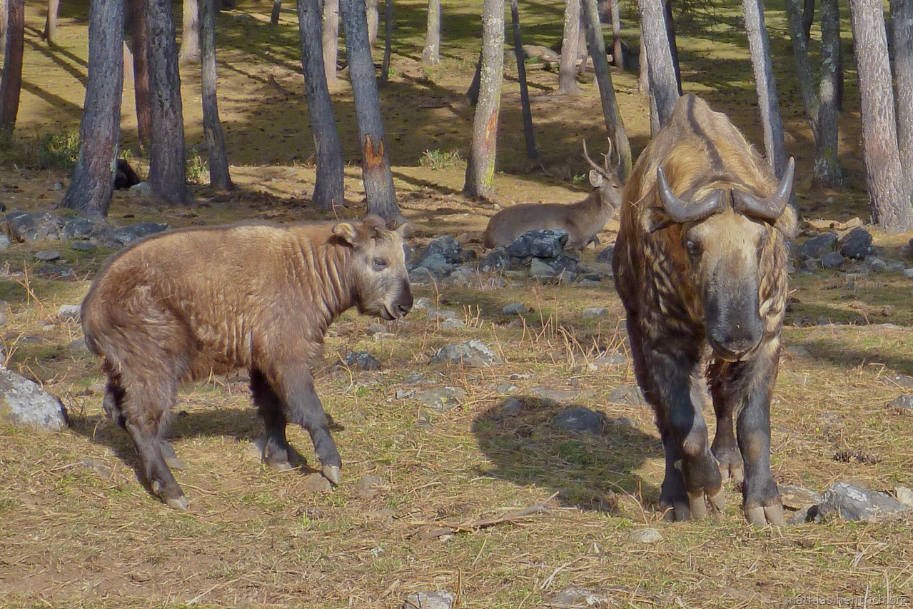 Motithang Takin Preserve | Bhutan, Thimphu, Places to see
